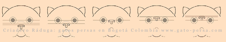 TIPOS DE GATOS PERSAS, NARIZ, CABEZA, PERFIL, OJOS Y OREJAS ...