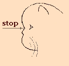 TIPOS DE GATOS PERSAS, NARIZ, CABEZA, PERFIL, OJOS Y OREJAS ...