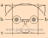 TIPOS DE GATOS PERSAS, NARIZ, CABEZA, PERFIL, OJOS Y OREJAS ...