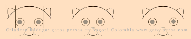 TIPOS DE GATOS PERSAS, NARIZ, CABEZA, PERFIL, OJOS Y OREJAS ...
