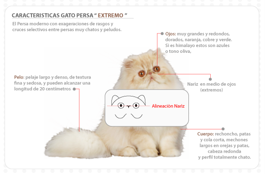 TIPOS DE GATOS PERSAS, NARIZ, CABEZA, PERFIL, OJOS Y OREJAS ...