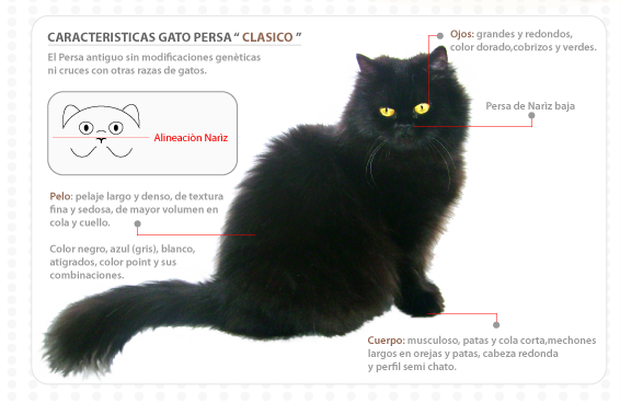 TIPOS DE GATOS PERSAS, NARIZ, CABEZA, PERFIL, OJOS Y OREJAS ...